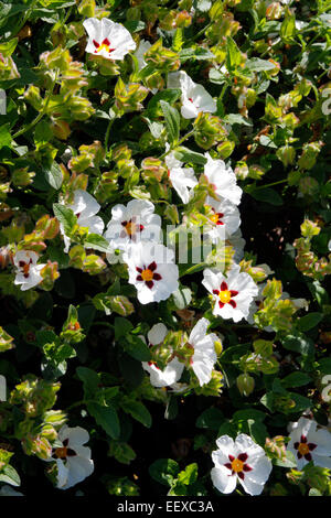 Cistus x Laxus 'snow white'. Rock rose 'snow white' flower Stock Photo ...