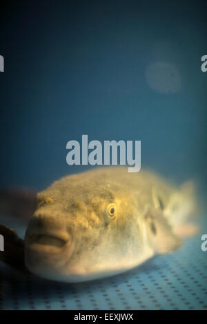 Fugu fish, Japan Stock Photo - Alamy
