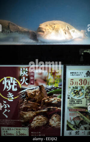 Fugu fish, Japan Stock Photo - Alamy