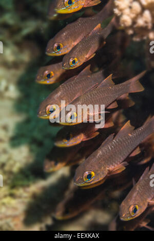 SCHOOL OF CARDINALFISH Stock Photo - Alamy