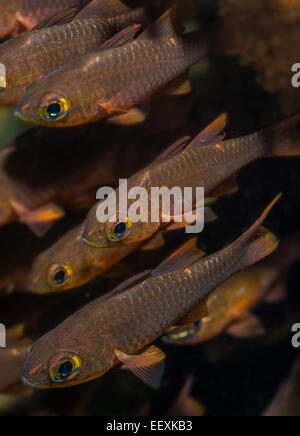 SCHOOL OF CARDINALFISH Stock Photo - Alamy