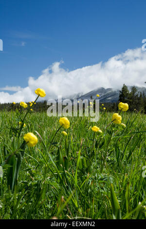 Flowering bright yellow Globeflowers, Trollius europaeus during a lush ...