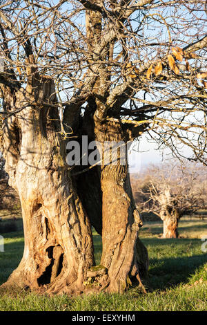 Ancient sweet chestnut tree (Castanea sativa) in Windsor Great Park ...