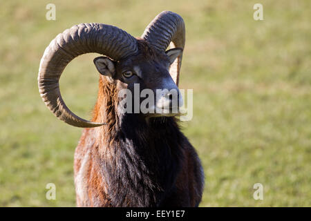 A portrait of a beautiful Mouflon Stock Photo - Alamy