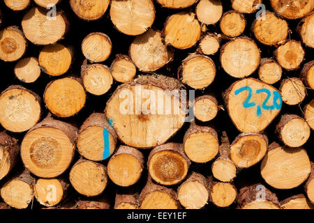 A stack or stockpile of spruce wood logs neatly piled. The logging ...