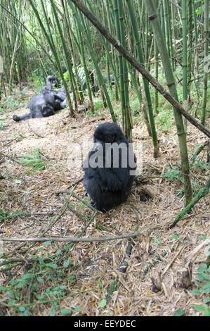 Gorilla's of Agashya family in Volcano National Park, Rwanda Stock ...