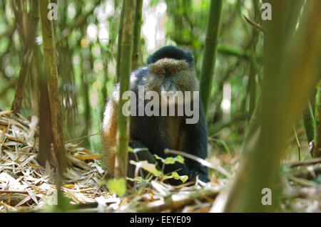 Golden monkey in the bamboo woods of Volcanoes National Park in Rwanda ...