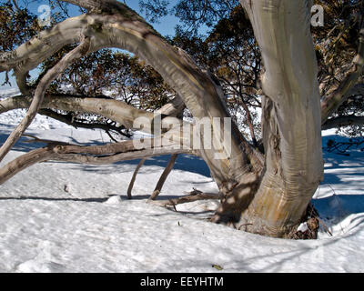 Perisher Valley, Snowy Mountains, NSW, Australia Stock Photo: 36556309 ...