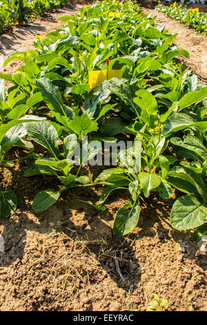 The Cabbage, Sort, green, safe, fresh, clean Stock Photo - Alamy