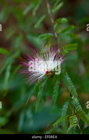 exotic plant (Calliandra Stock Photo - Alamy