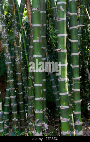 Bamboo forest, exotic asian tropical atmosphere. Green trees in ...