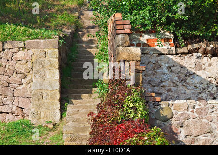 Vine in Radebeul Stock Photo - Alamy
