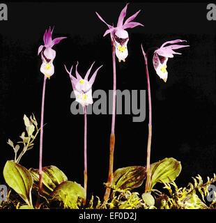 The Calypso orchid (Calypso bulbosa), also known as the fairy slipper ...