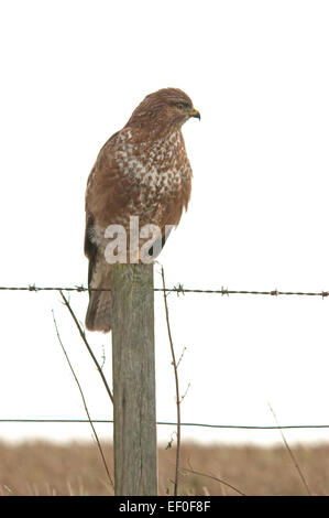 Buzzard resting on fence post Stock Photo - Alamy