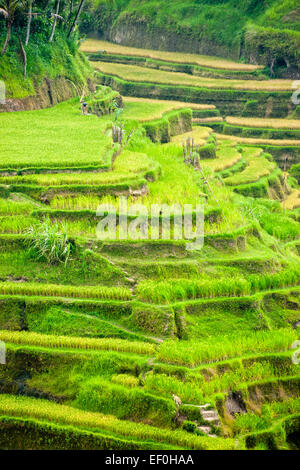 Amazing green rice field. Ubud, Bali, Indonesia Stock Photo - Alamy