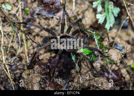 A wolf spider hunting at night. Belize, Central America Stock Photo - Alamy
