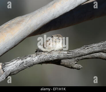 Jacky Winter (Microeca fascinans) sitting on its nest, Gluepot, South ...