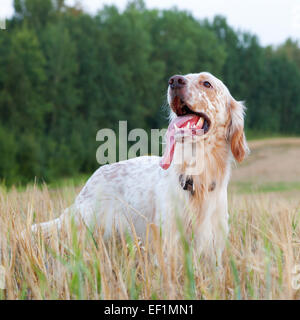 English setter with brown spots on wheat field Stock Photo - Alamy