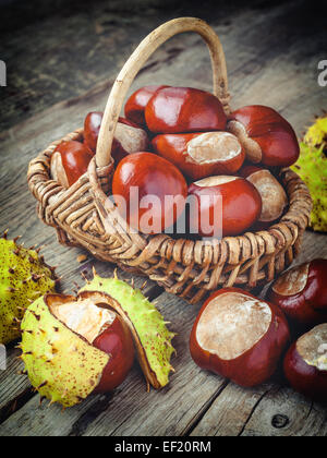 Chestnuts fruit with green peel on a wooden board, autumn chestnuts ...