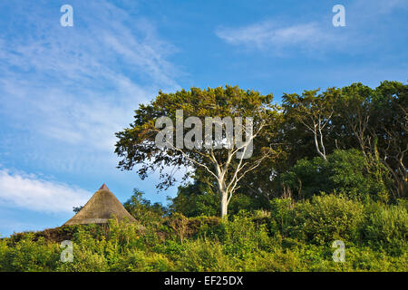 Coastal forest on the Baltic Sea coast in Nienhagen, Germany Stock ...