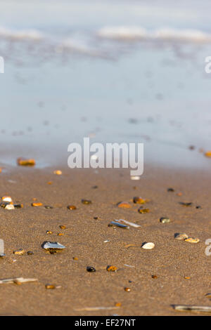 Sea Shells Holkham Beach Norfolk Stock Photo - Alamy