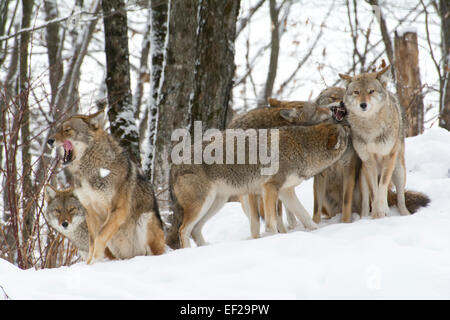 A group of Coyotes Stock Photo - Alamy