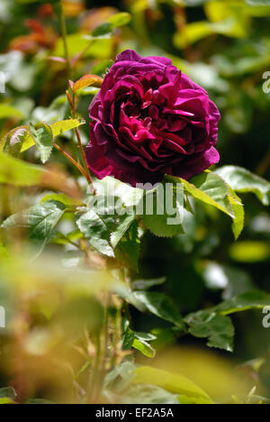 maroon color rose flowers Stock Photo - Alamy