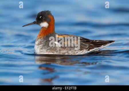 Red-necked Phalarope in breeding plumage Stock Photo - Alamy