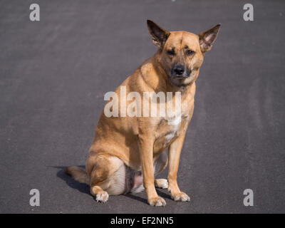 Young german sheppard mixed boxer young female Stock Photo - Alamy
