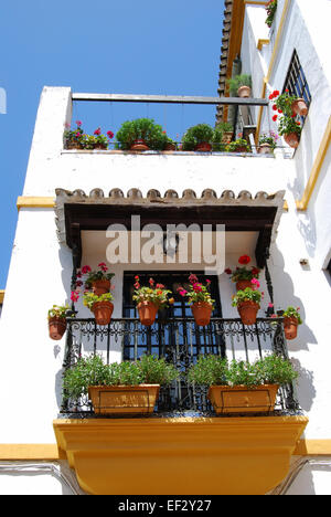 Pretty Spanish balcony in the old town (Barrio Santa Cruz), Seville ...