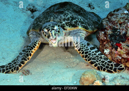 Hawksbill turtle, Eretmochelys imbricata, Eilat, Red Sea, Israel Stock ...