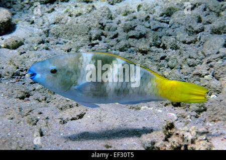 Parrotfish, Scarus sp., Eilat, Israel Stock Photo - Alamy