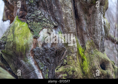 Old and decaying oak trees in the ancient woodland of Sherwood forest ...