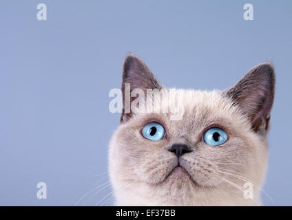 Young adult seal point Siamese cat, walking side ways. Looking straight ...