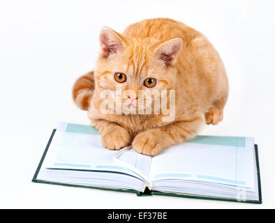 Cat reader. Red cat lies on the book Stock Photo - Alamy
