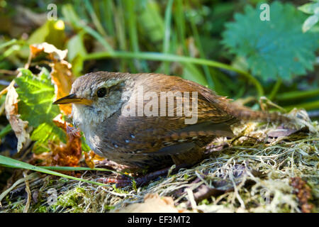 Juvenile Wren. Garden Stock Photo - Alamy