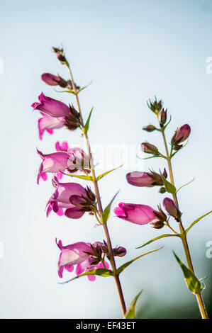 Penstemon in bloom Stock Photo - Alamy