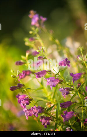 Penstemon (Penstemon hybrid Stock Photo - Alamy