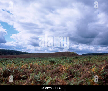 Looking across Latchmore Bottom the valley of Latchmore Brook Frogham ...