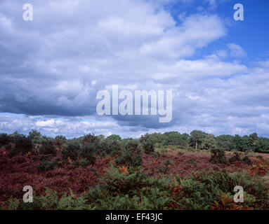 Looking across Latchmore Bottom the valley of Latchmore Brook Frogham ...