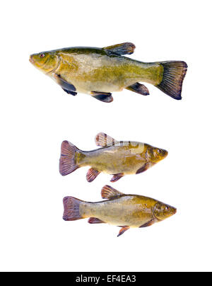 Freshwater fish tench isolated on white background Stock Photo - Alamy