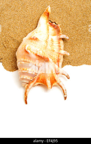 A giant spider conch shell, Lambis truncata, bottom part, marine ...
