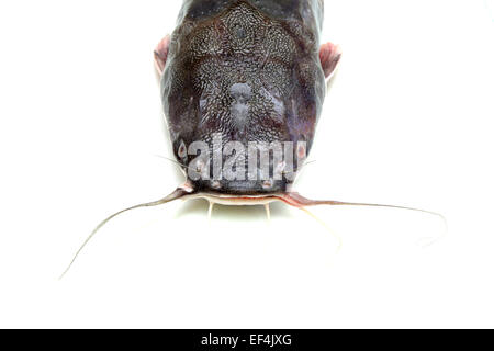 fresh catfish with moustache on white background Stock Photo - Alamy
