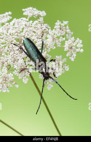 Musk beetle, Moschusbock, Moschus-Bock, Moschusbockkäfer, Moschus ...