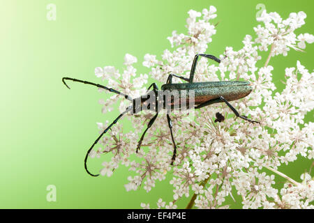 Musk beetle, Moschusbock, Moschus-Bock, Moschusbockkäfer, Moschus ...