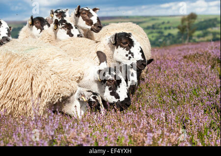 Mule gimmer lambs out of Dalesbred sheep on heather moorland above ...