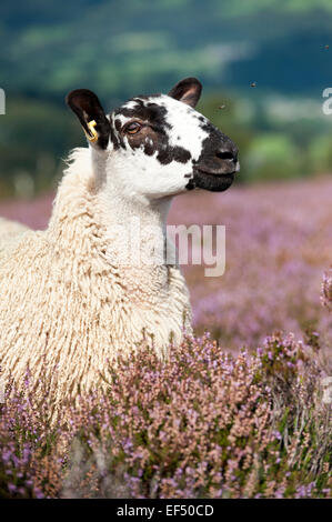 Mule gimmer lambs out of Dalesbred sheep on heather moorland above ...