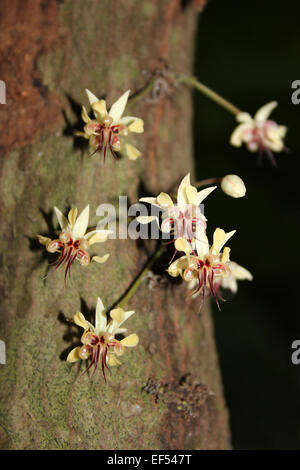 Theobroma cacao or cacao tree native to tropical America, its seeds ...