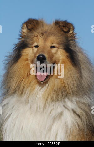 Collie - Hunde - Haustiere Stock Photo - Alamy