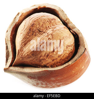 Hazelnut kernel hazel nut cut-out close up one Stock Photo - Alamy